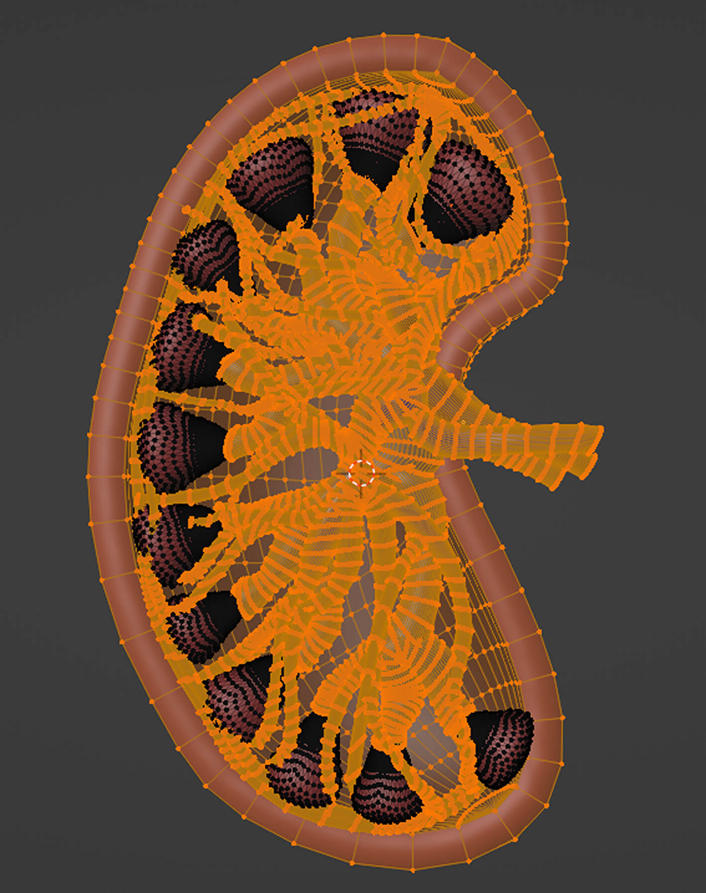 3D Model of Kidneys by azekapeka