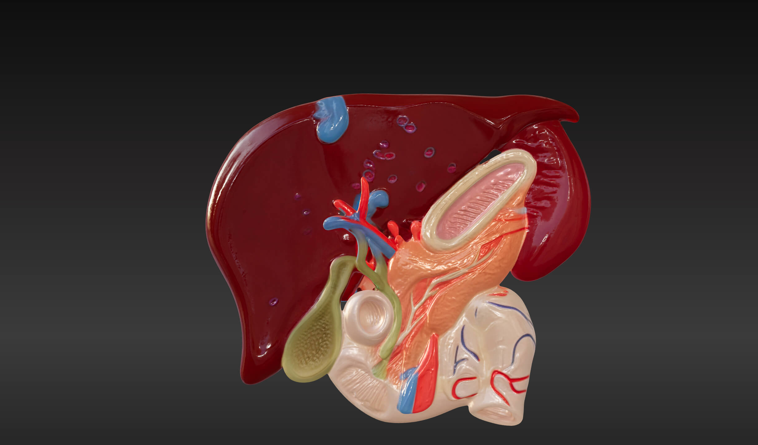 3D Model of Liver Anatomy With Gallbladder by azekapeka