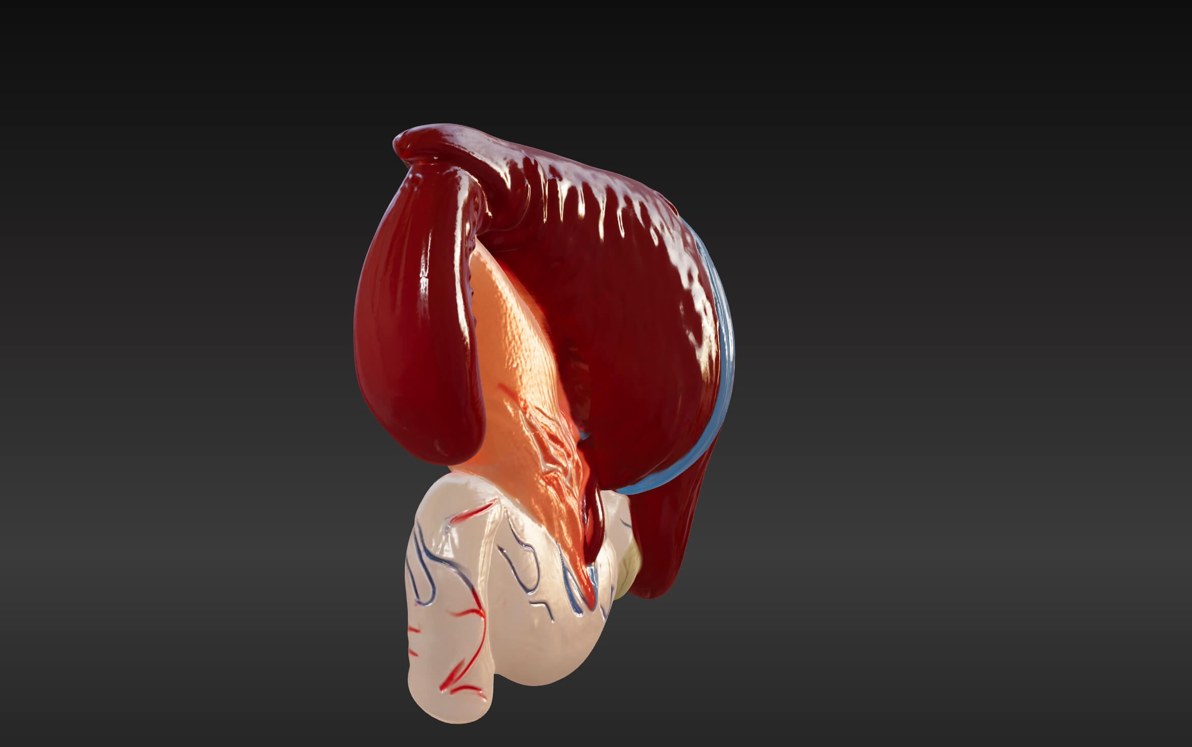3D Model of Liver Anatomy With Gallbladder by azekapeka