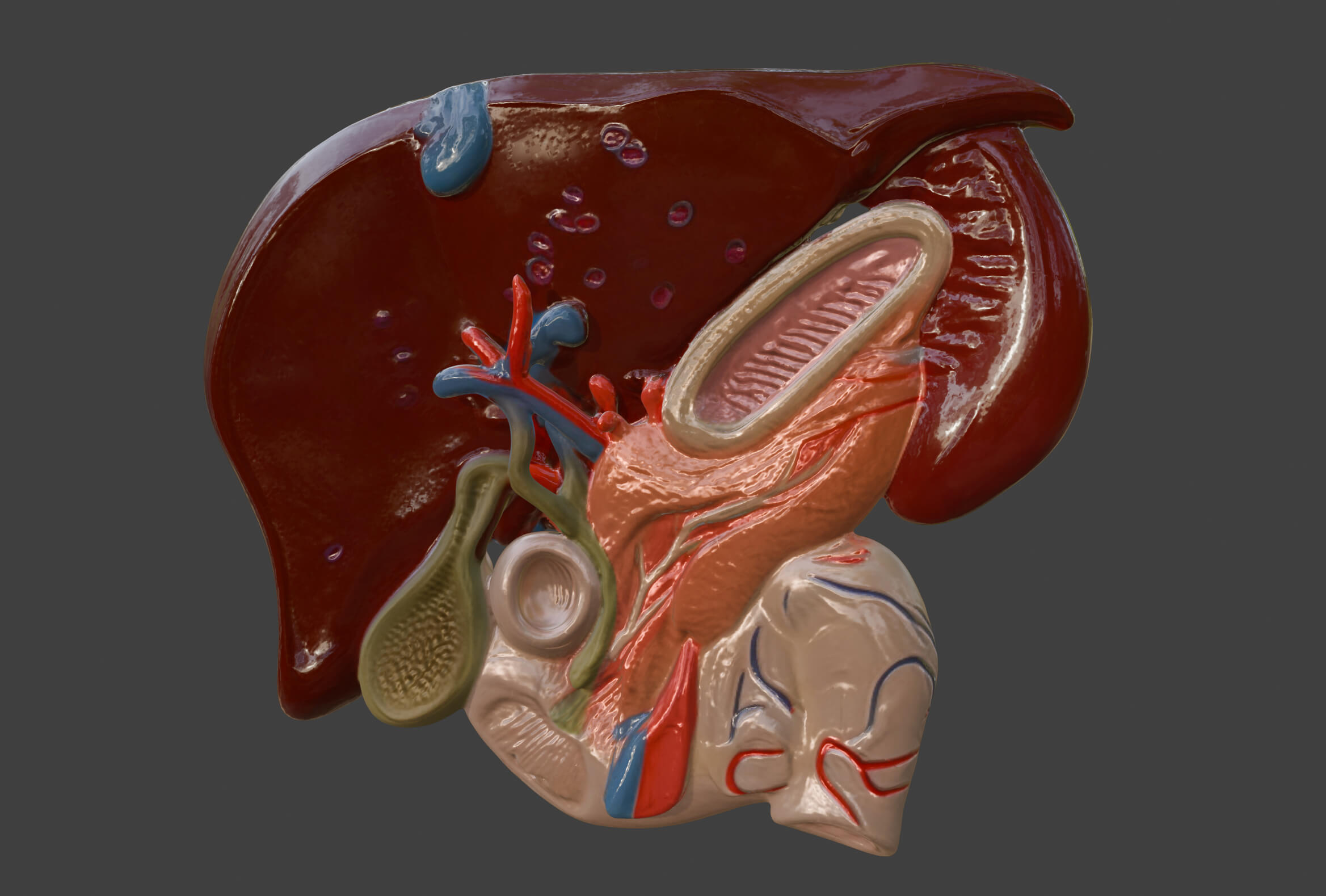 3D Model of Liver Anatomy With Gallbladder by azekapeka