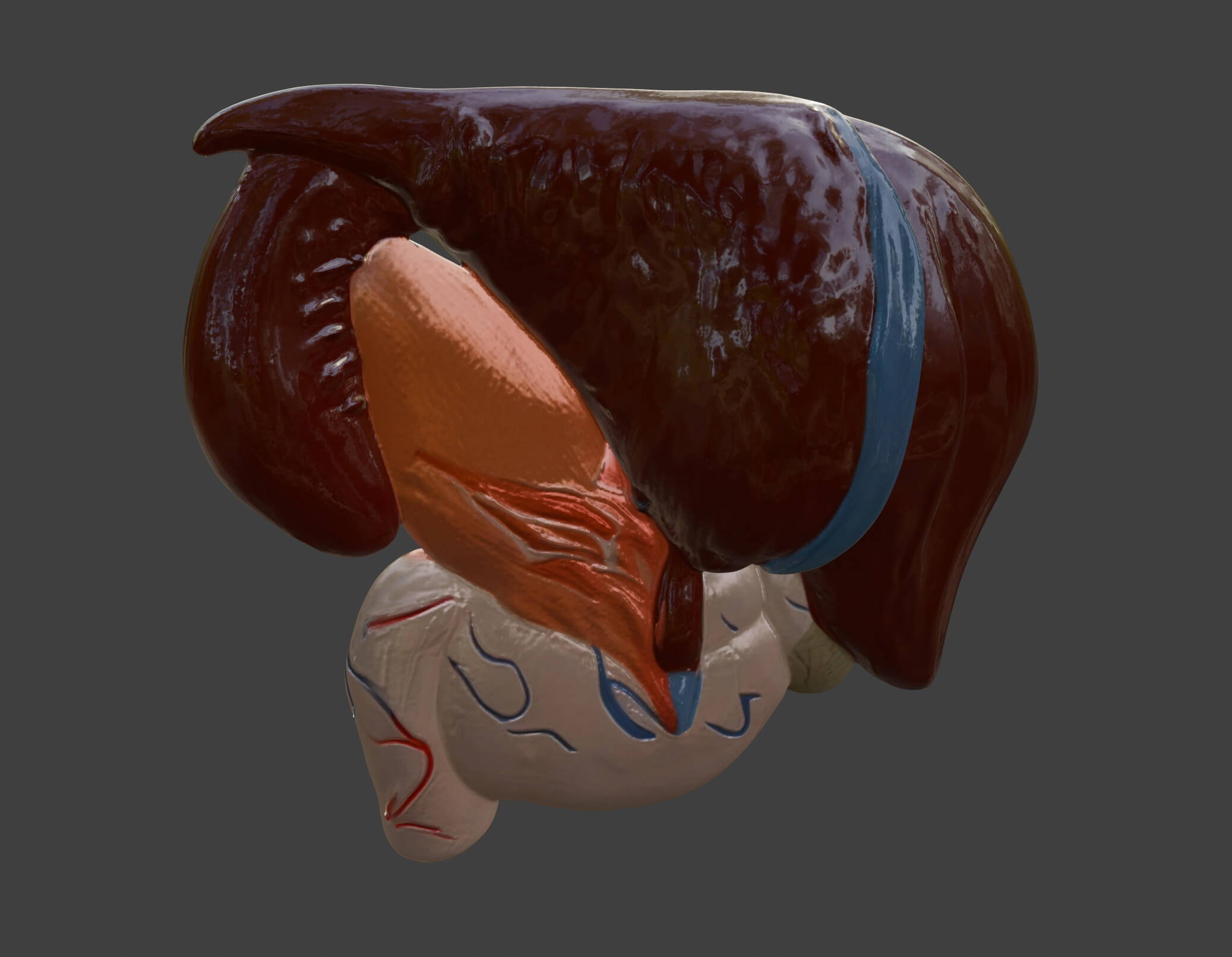3D Model of Liver Anatomy With Gallbladder by azekapeka