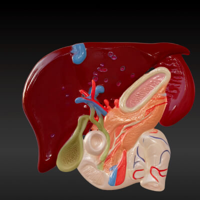 3D Model of Liver Anatomy With Gallbladder by azekapeka