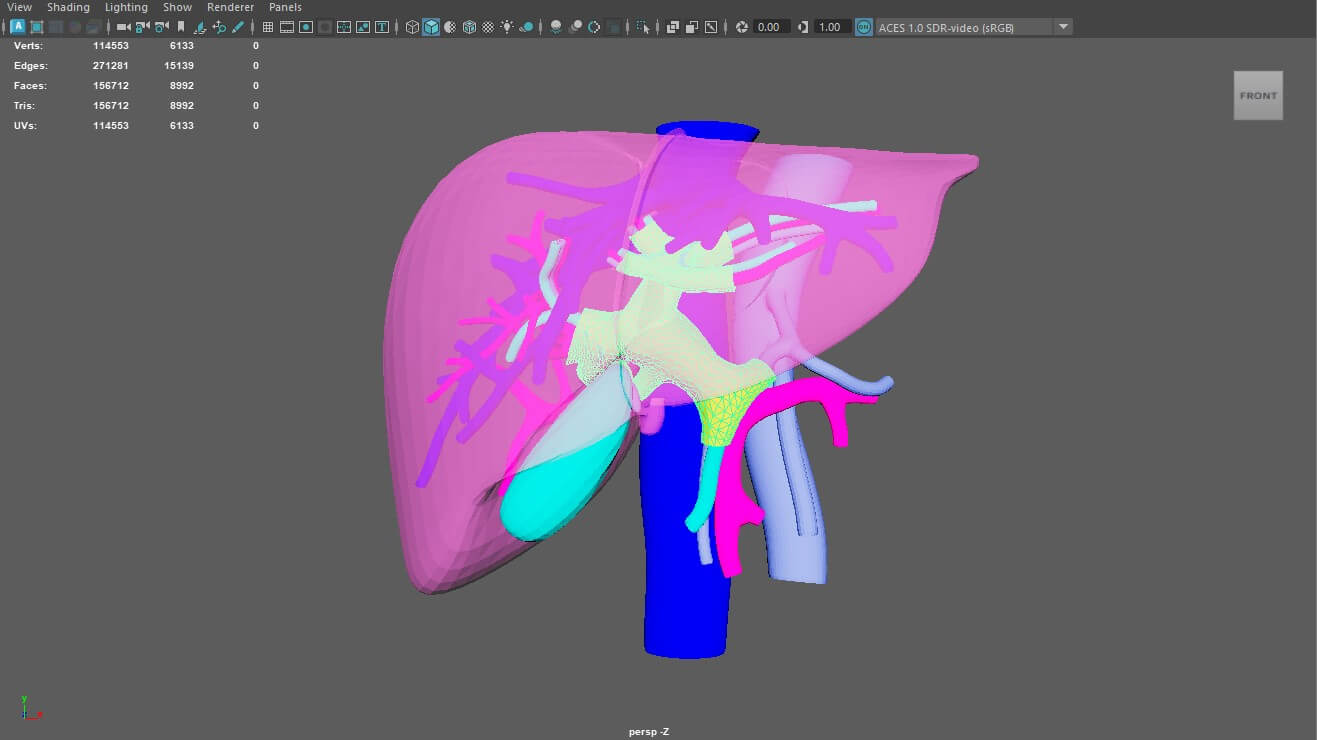 3D Model of Liver Vasculature by azekapeka