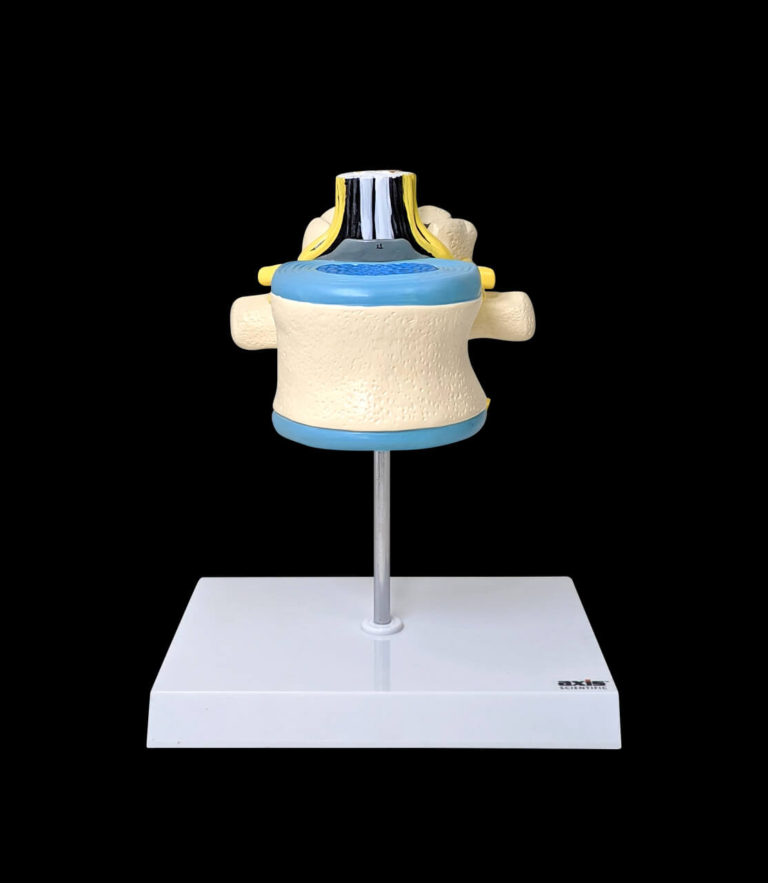 3D Model of Lumbar Vertebrae With Spinal Cord and Nerves by azekapeka