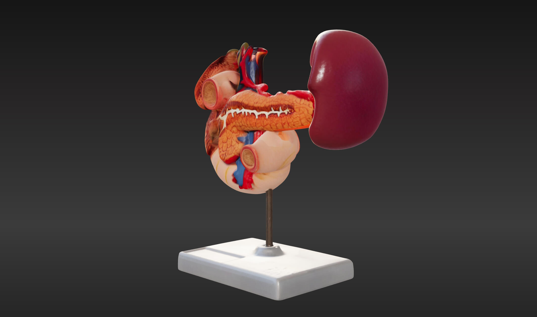 3D Model of Rear Organs of The Upper Abdomen Anatomy by azekapeka