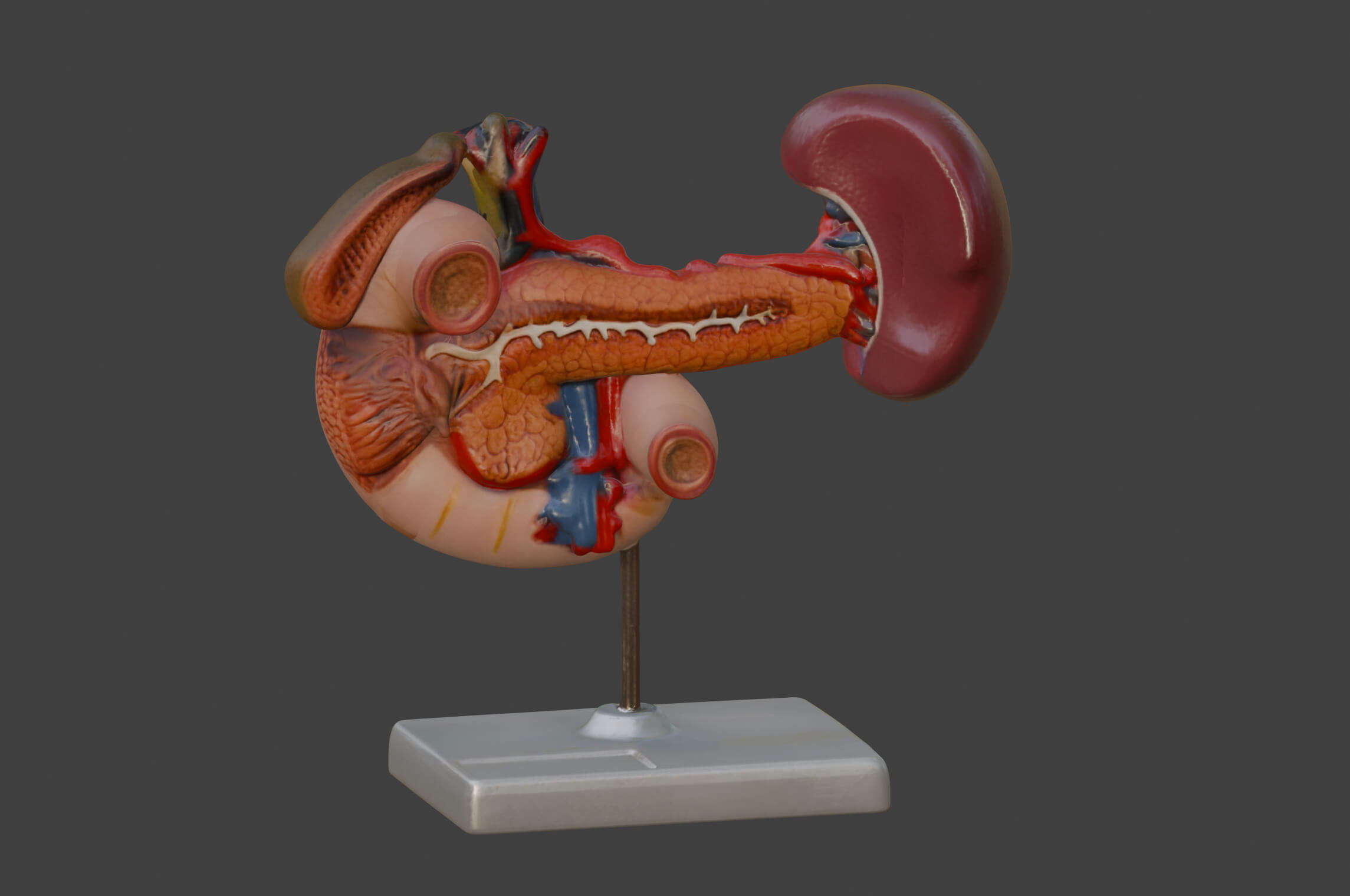 3D Model of Rear Organs of The Upper Abdomen Anatomy by azekapeka