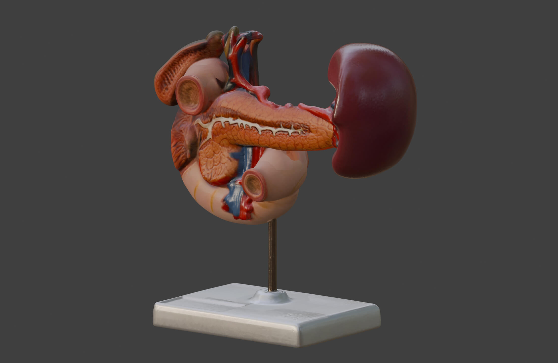 3D Model of Rear Organs of The Upper Abdomen Anatomy by azekapeka