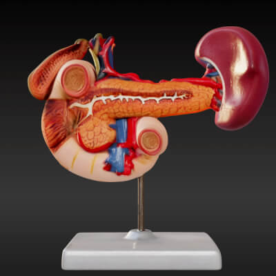 Fbx 3D Models | Anatomy | Human Organs | RenderHub