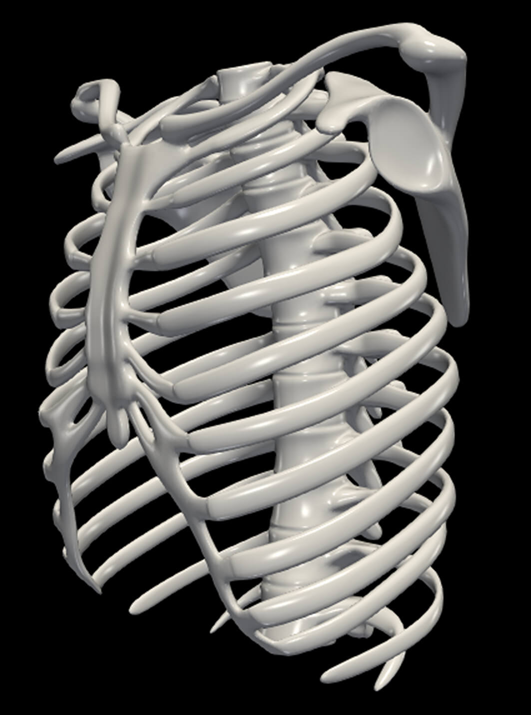 3D Model of Ribs Cage by azekapeka
