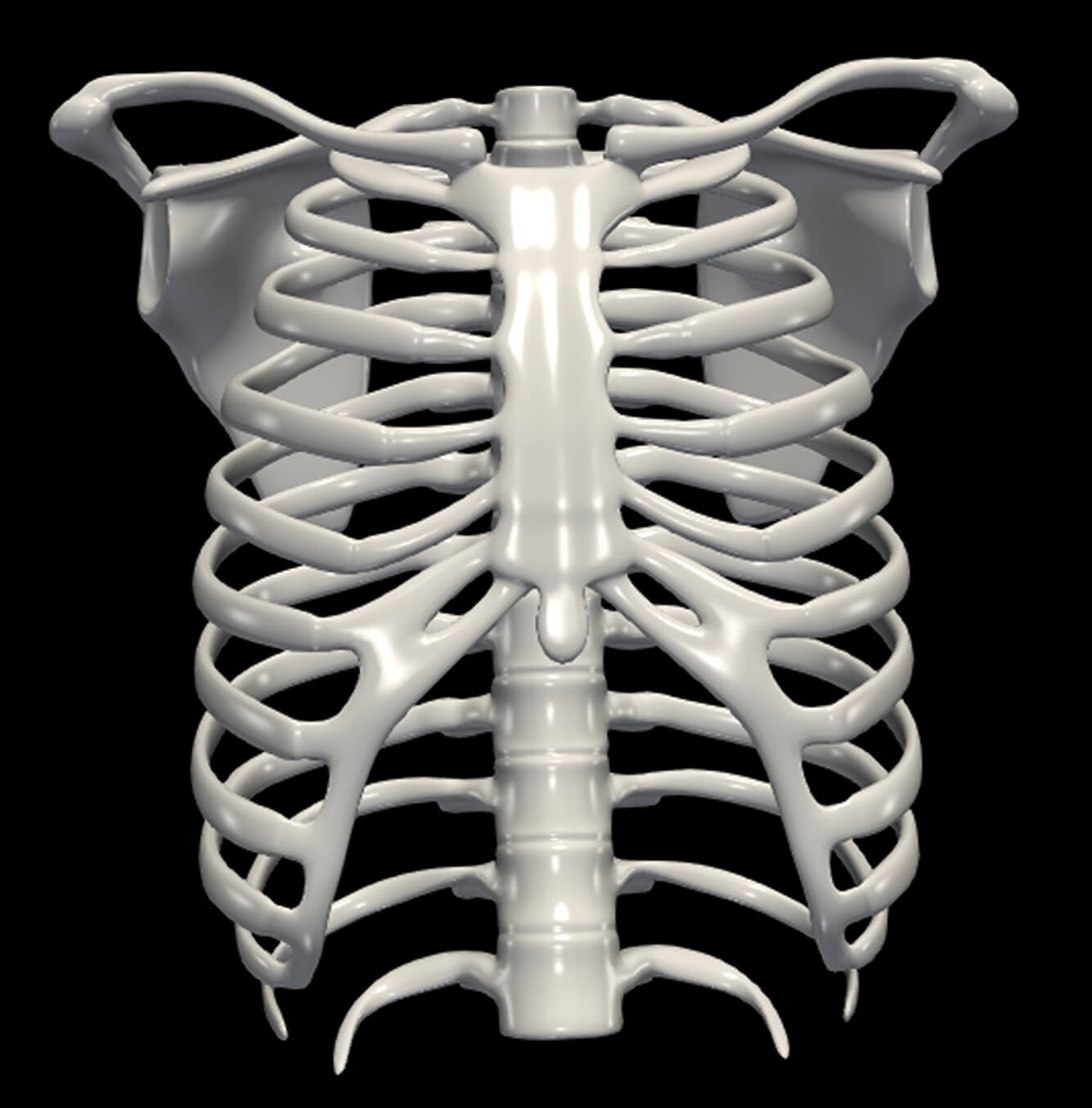 3D Model of Ribs Cage by azekapeka