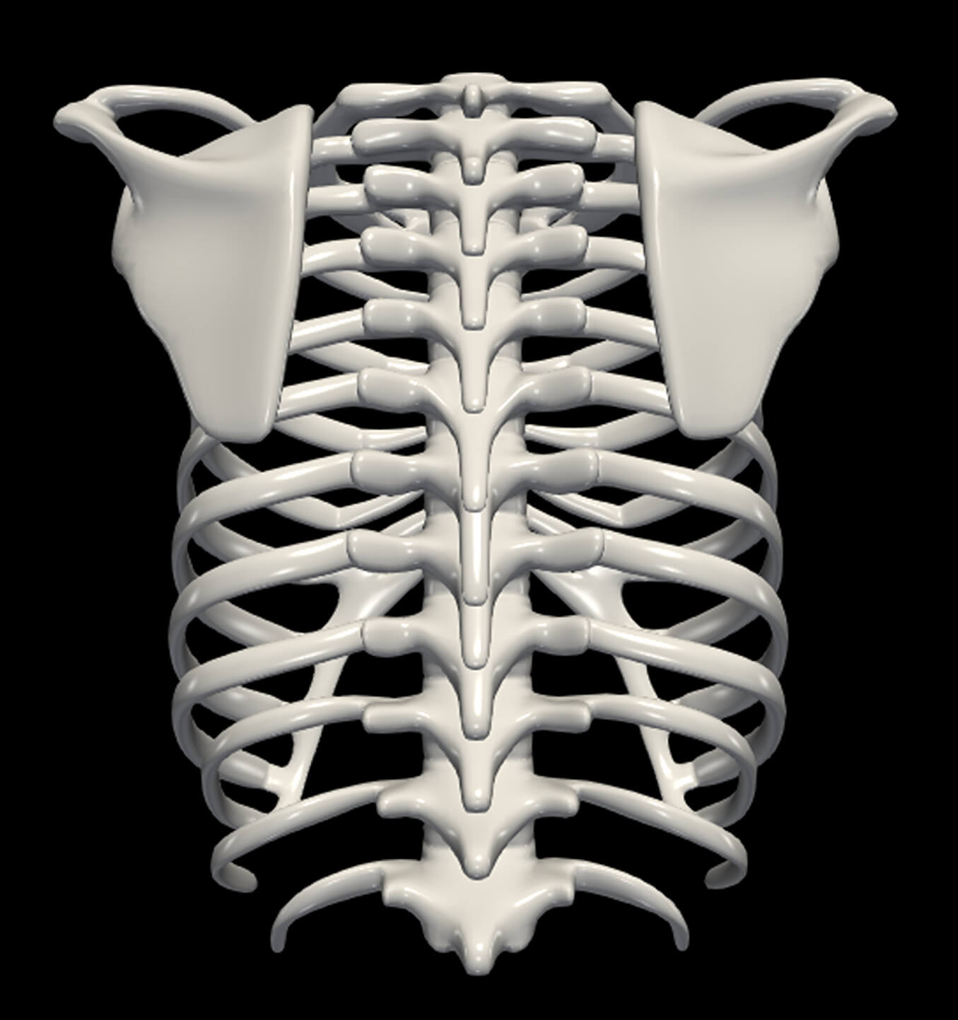 3D Model of Ribs Cage by azekapeka