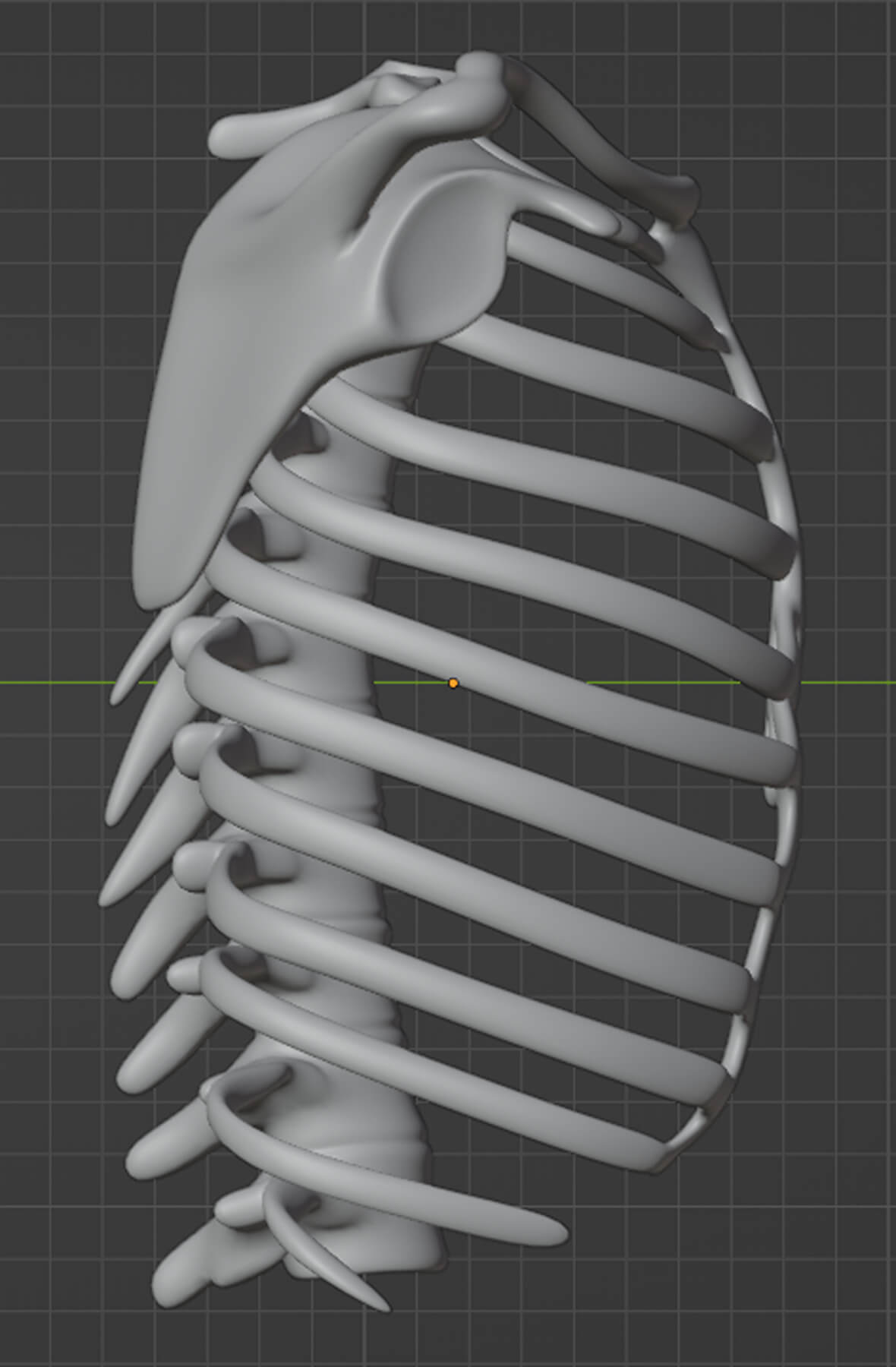 3D Model of Ribs Cage by azekapeka