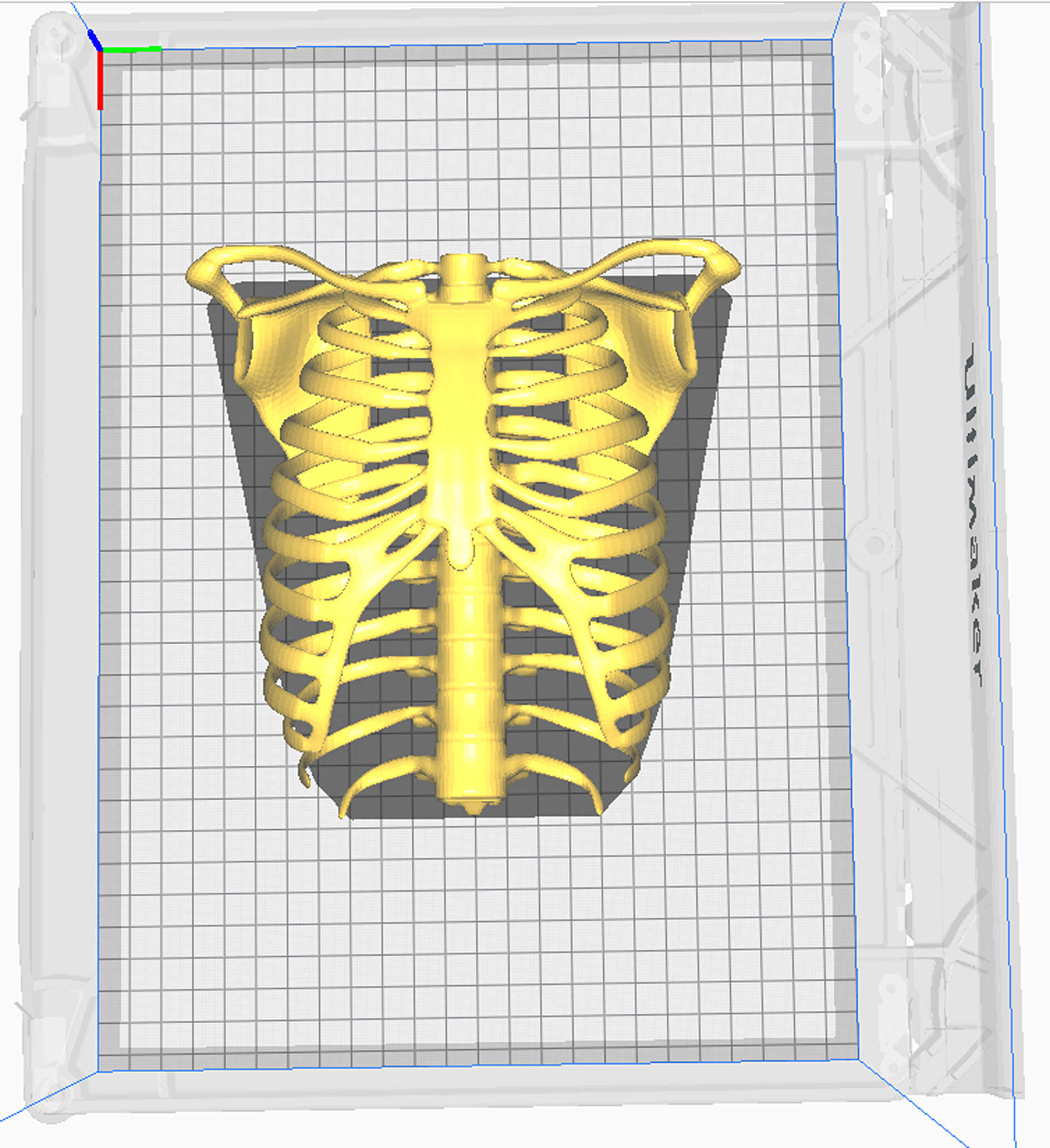 3D Model of Ribs Cage by azekapeka