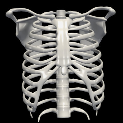 3D Model of Ribs Cage by azekapeka