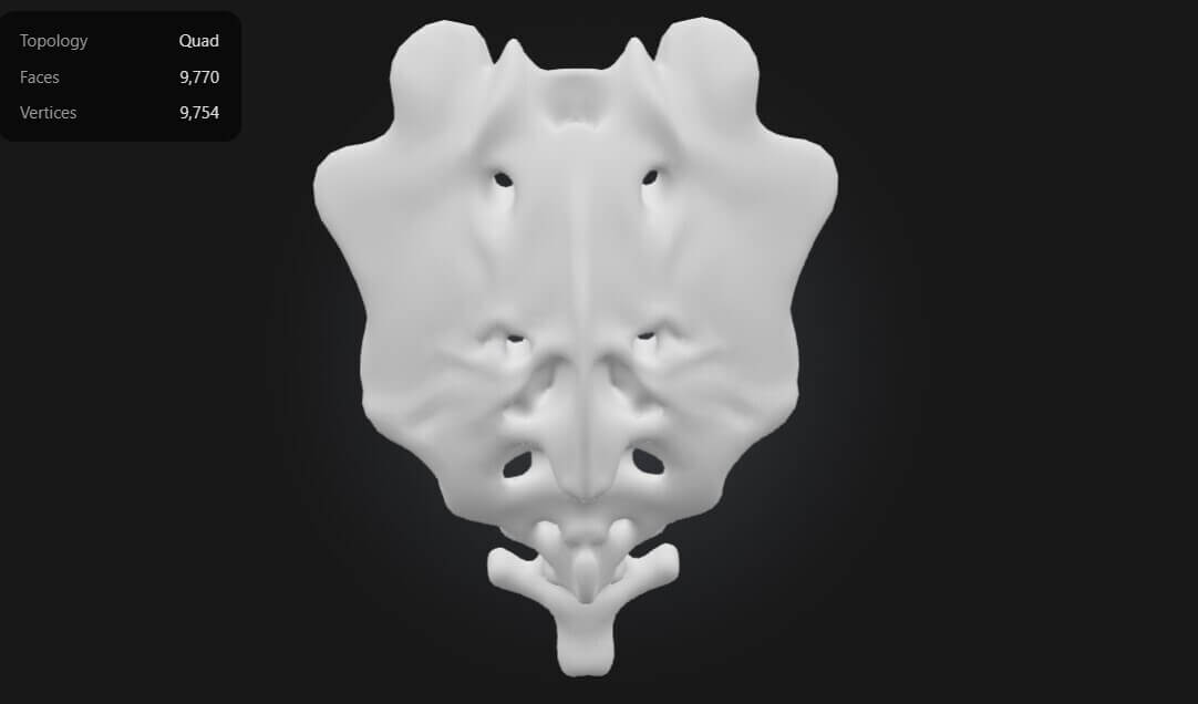 3D Model of Sacrum by azekapeka