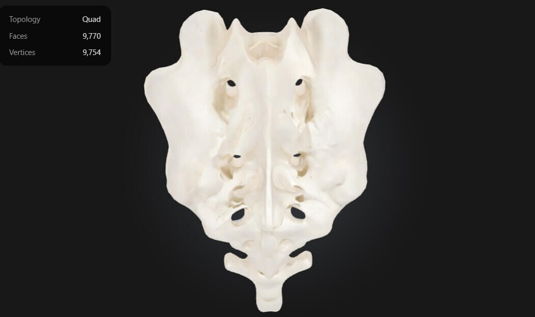 3D Model of Sacrum by azekapeka