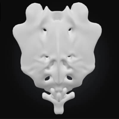 3D Model of Sacrum by azekapeka