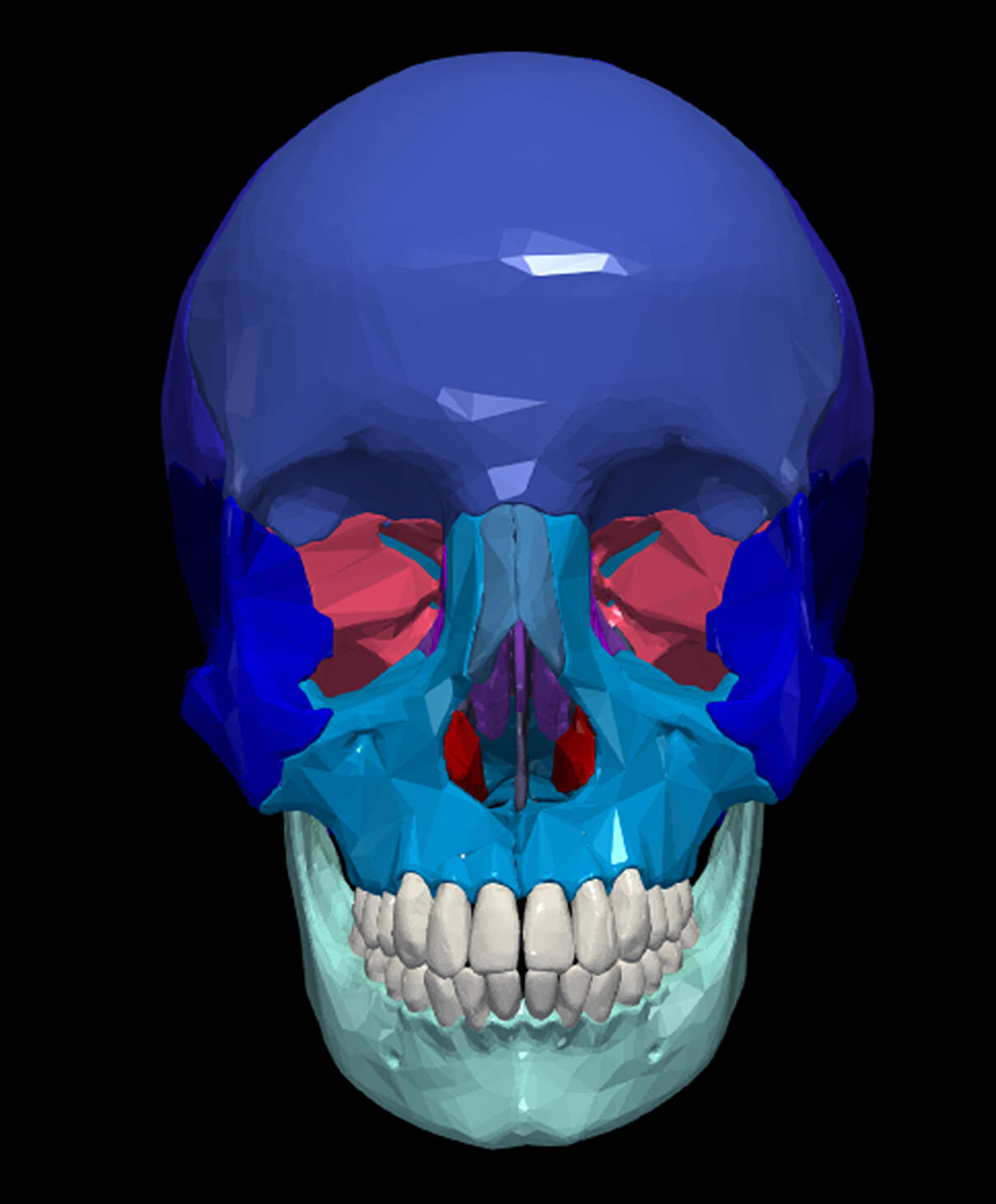 3D Model of Skull Bones by azekapeka