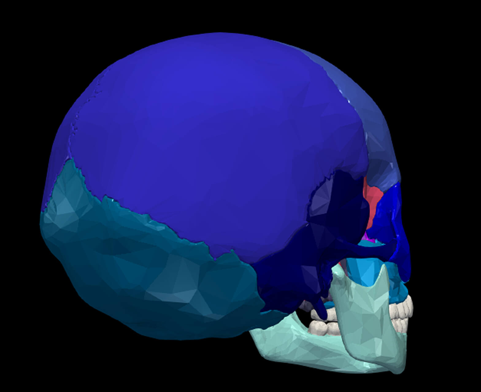 3D Model of Skull Bones by azekapeka