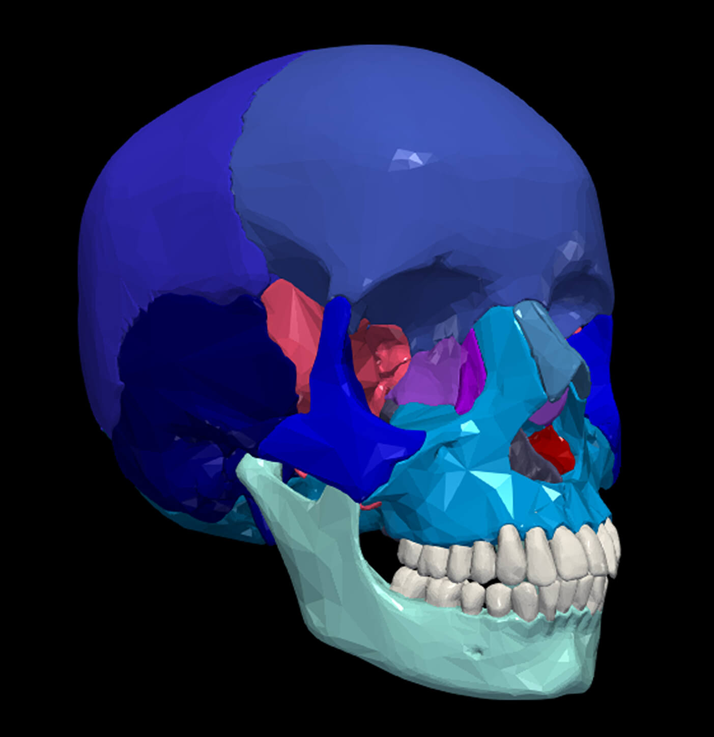 3D Model of Skull Bones by azekapeka