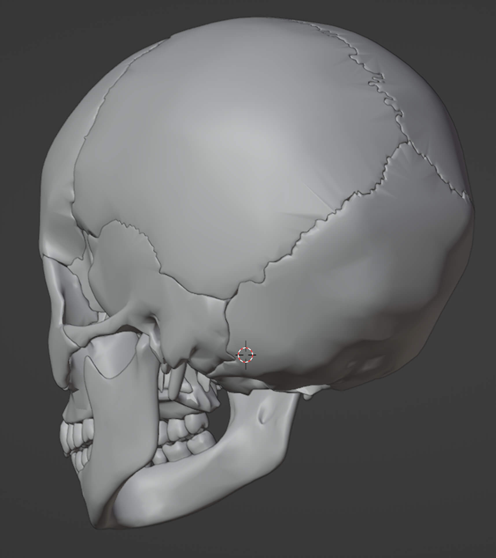 3D Model of Skull Bones by azekapeka