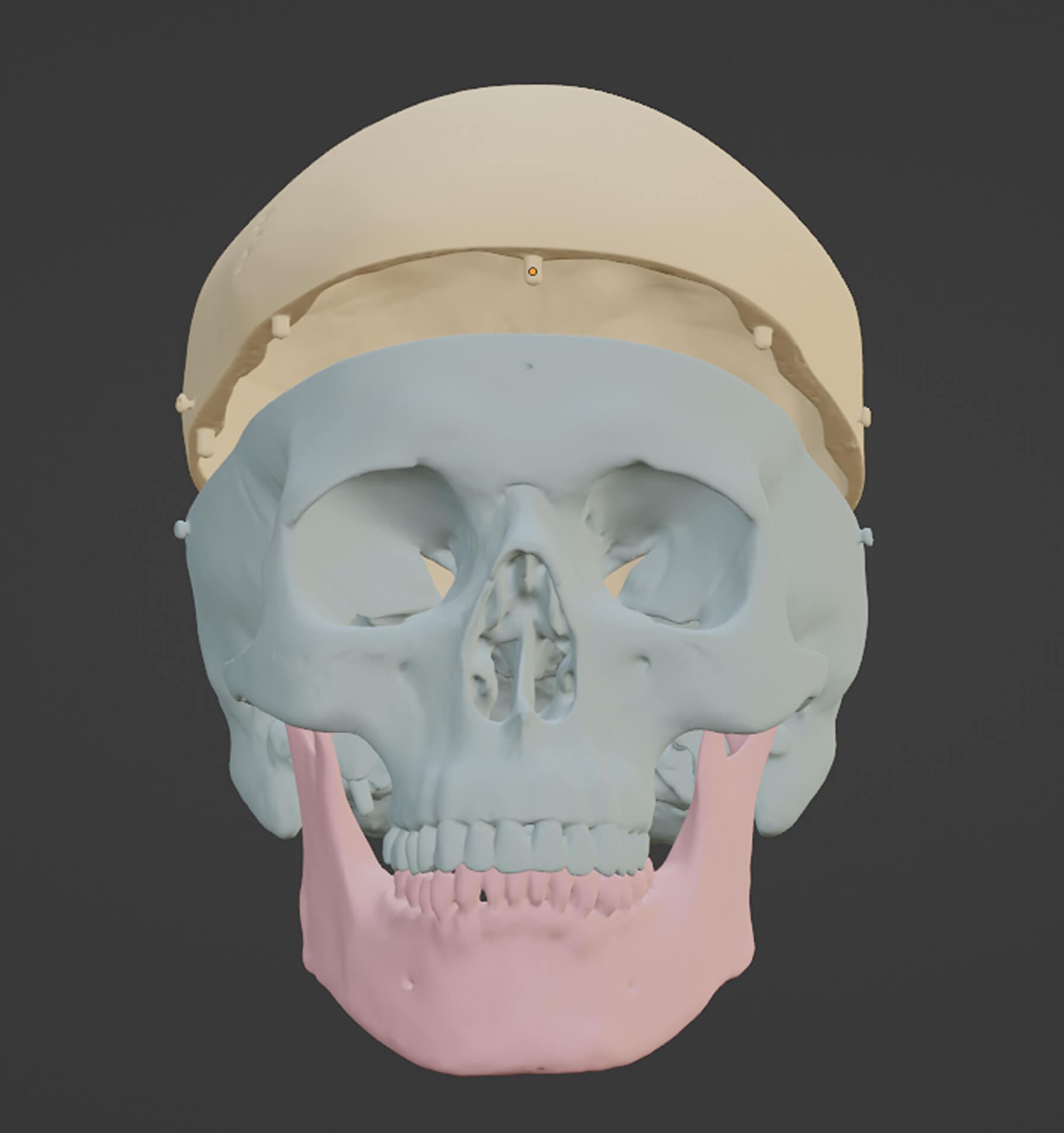 3D Model of Skull, Skull Cap and Mandible by azekapeka