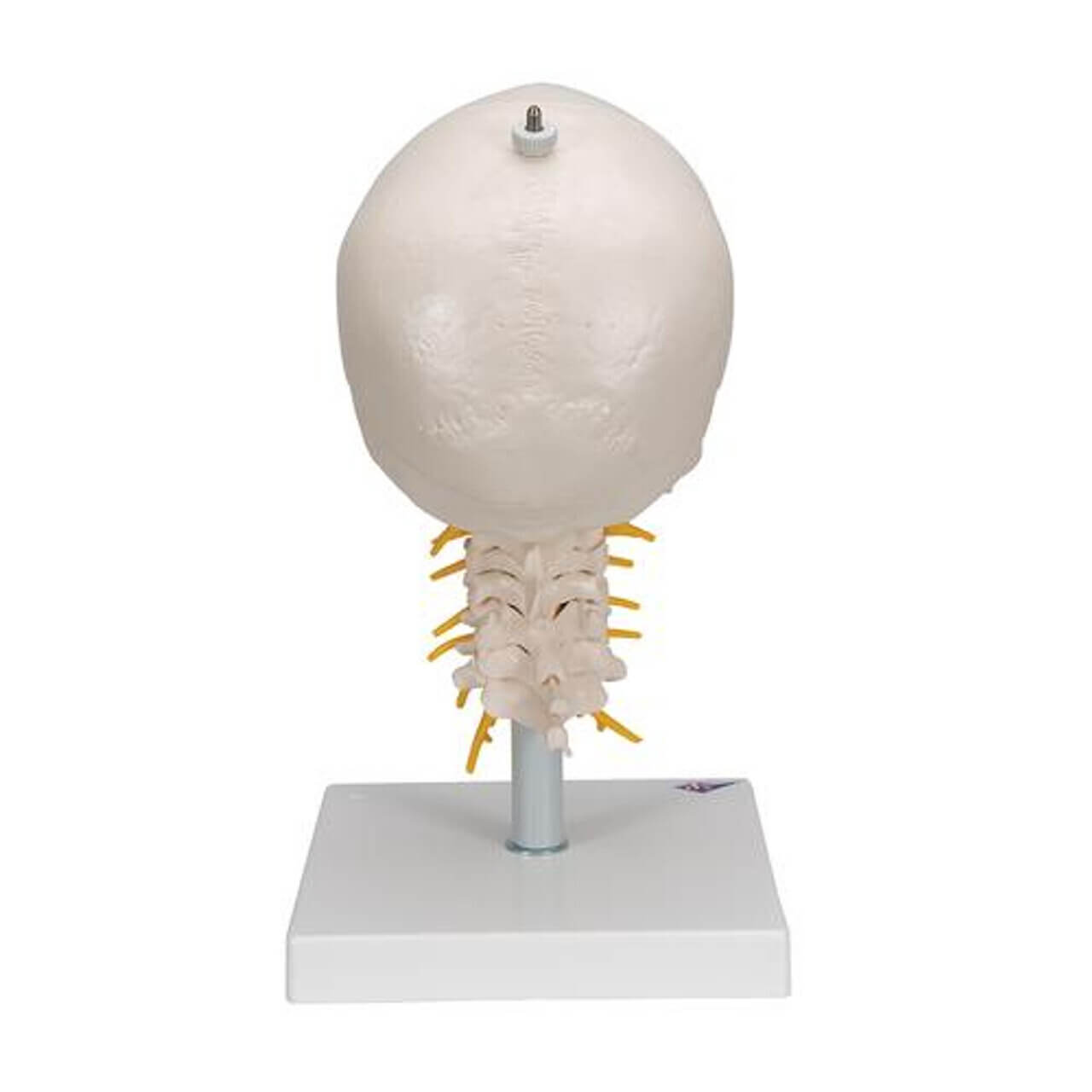 3D Model of Spinal Cord Model With Nerves by azekapeka