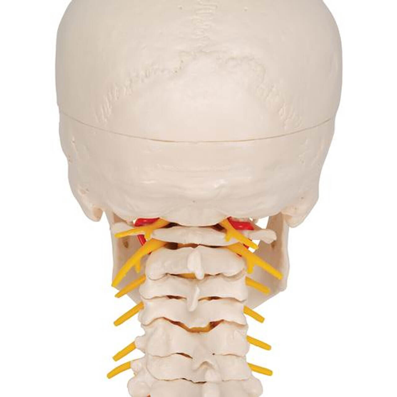 3D Model of Spinal Cord Model With Nerves by azekapeka