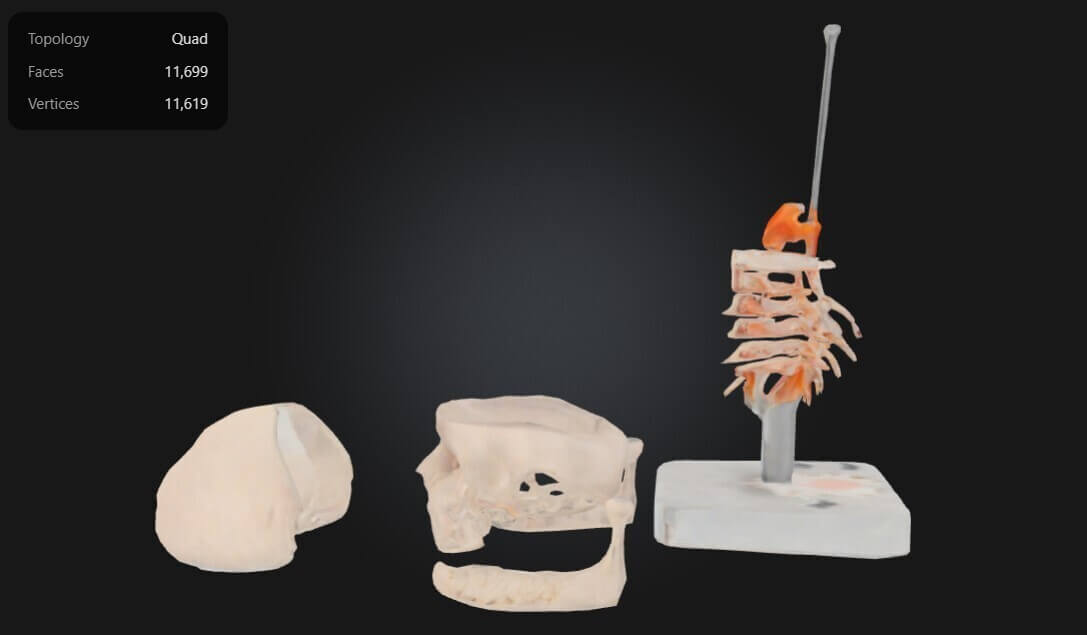 3D Model of Spinal Cord Model With Nerves by azekapeka