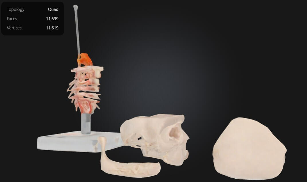 3D Model of Spinal Cord Model With Nerves by azekapeka