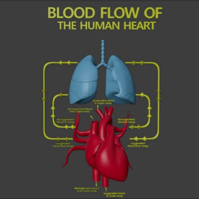 3D Model of Systemic Blood Flow - Diagram by azekapeka