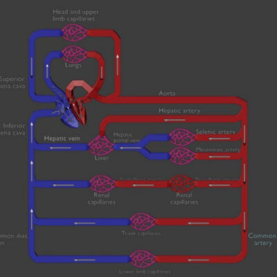 3D Model of Systemic Blood Flow - Diagram by azekapeka