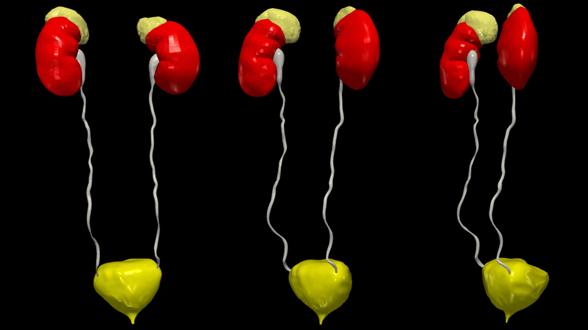 3D Model of Urinary System V2 by azekapeka