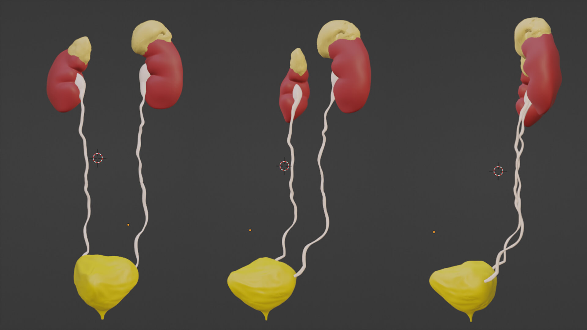 3D Model of Urinary System V2 by azekapeka
