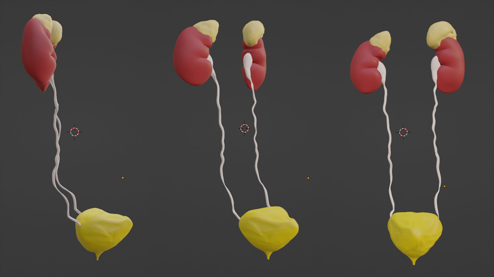 3D Model of Urinary System V2 by azekapeka