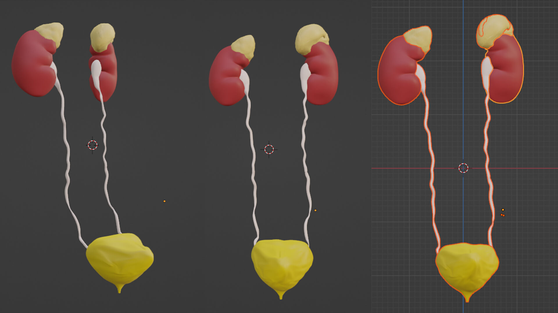 3D Model of Urinary System V2 by azekapeka
