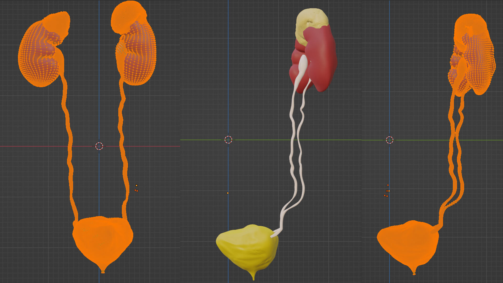 3D Model of Urinary System V2 by azekapeka