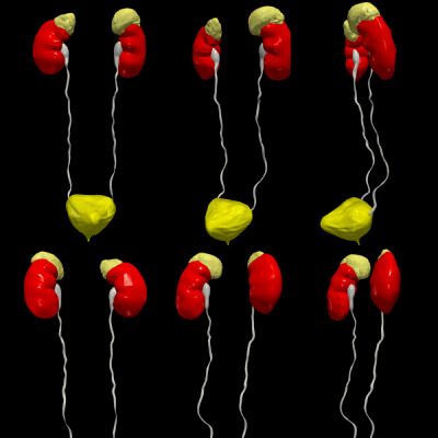 3D Model of Urinary System V2 by azekapeka