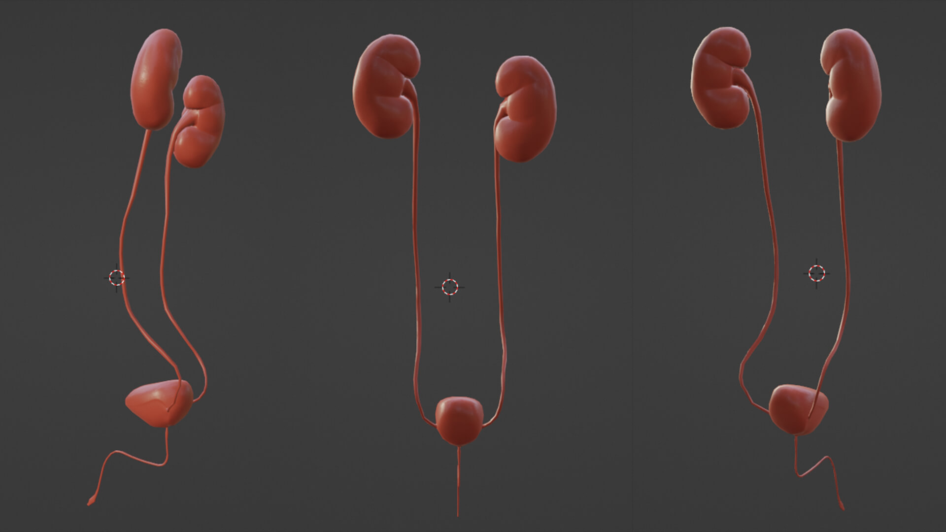 3D Model of Urinary System by azekapeka