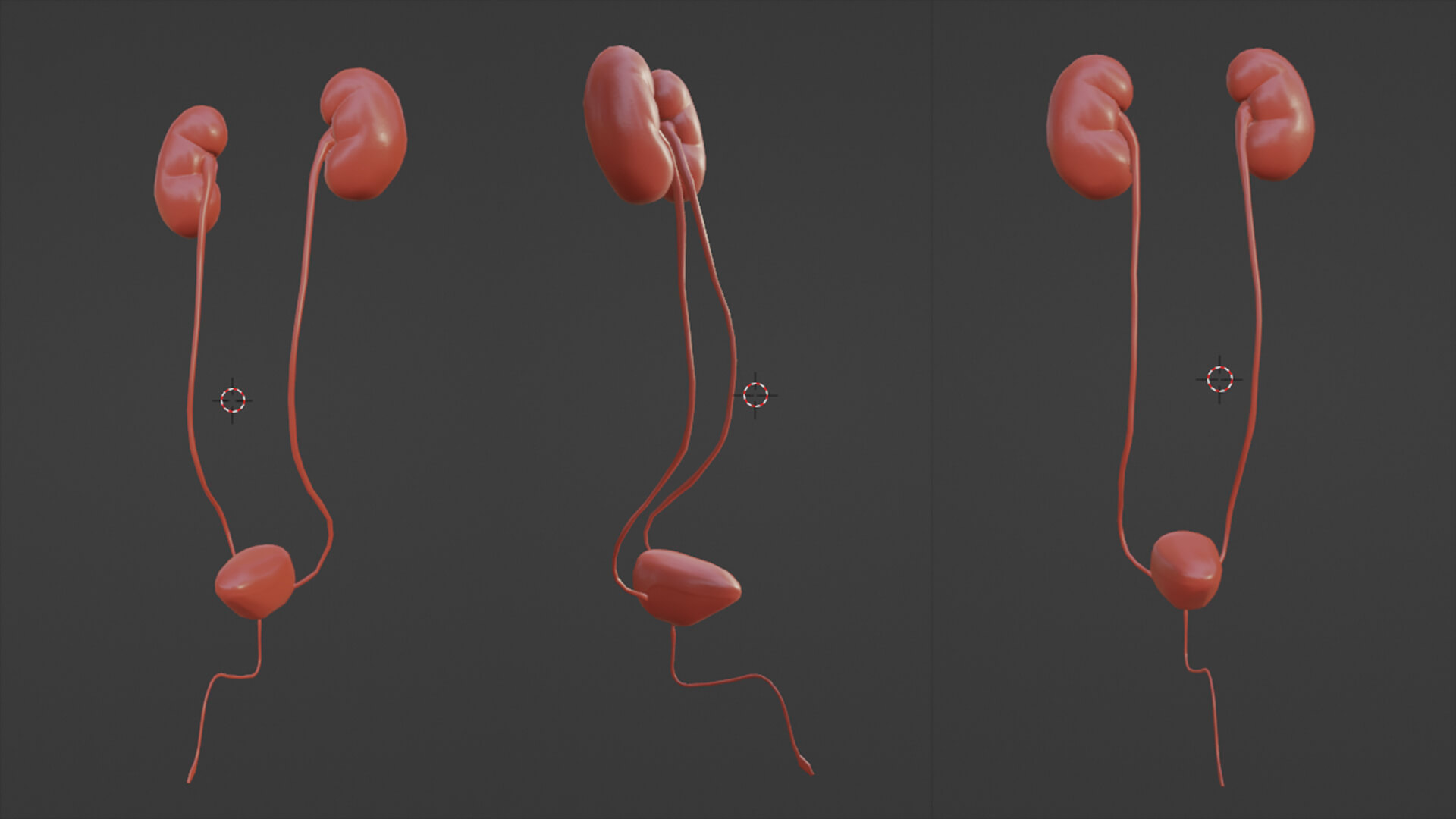 3D Model of Urinary System by azekapeka