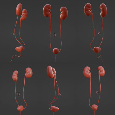 3D Model of Urinary System by azekapeka