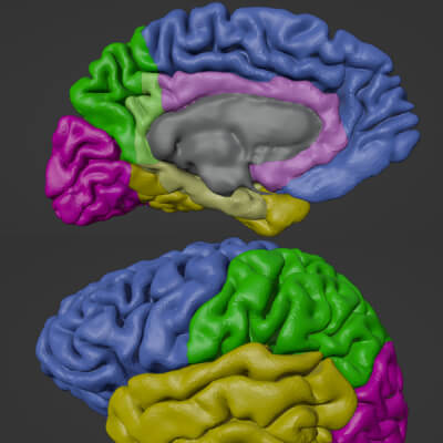 3D Right Brain Hemisphere Model by azekapeka