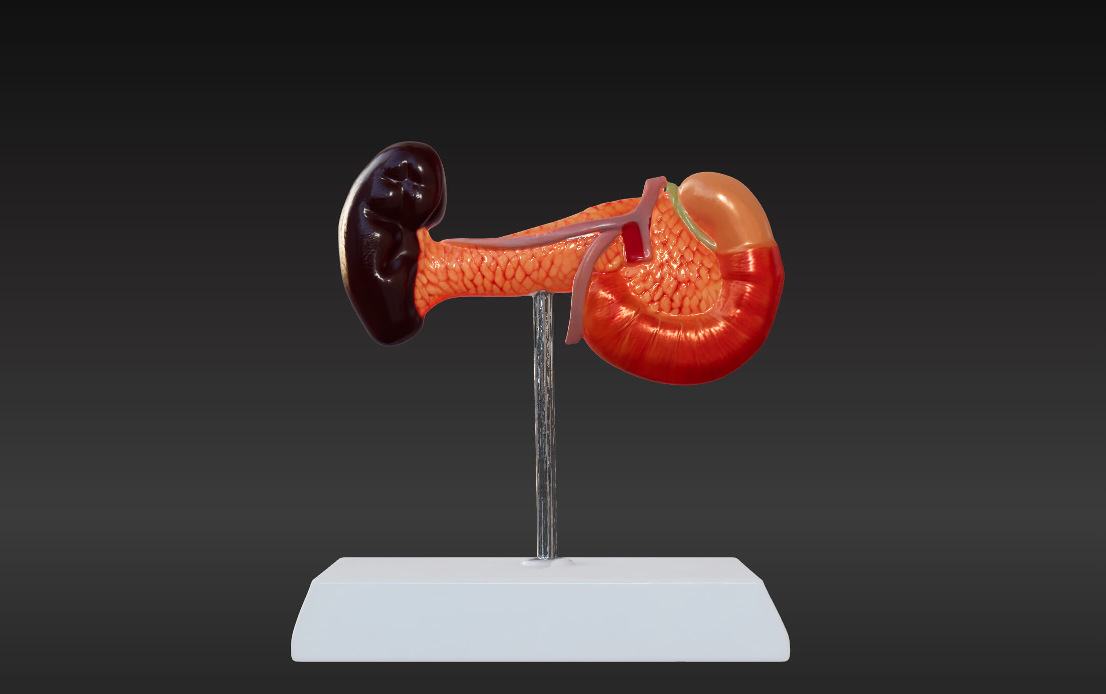 3D Spleen, Pancreas and Duodenum Anatomy Model by azekapeka
