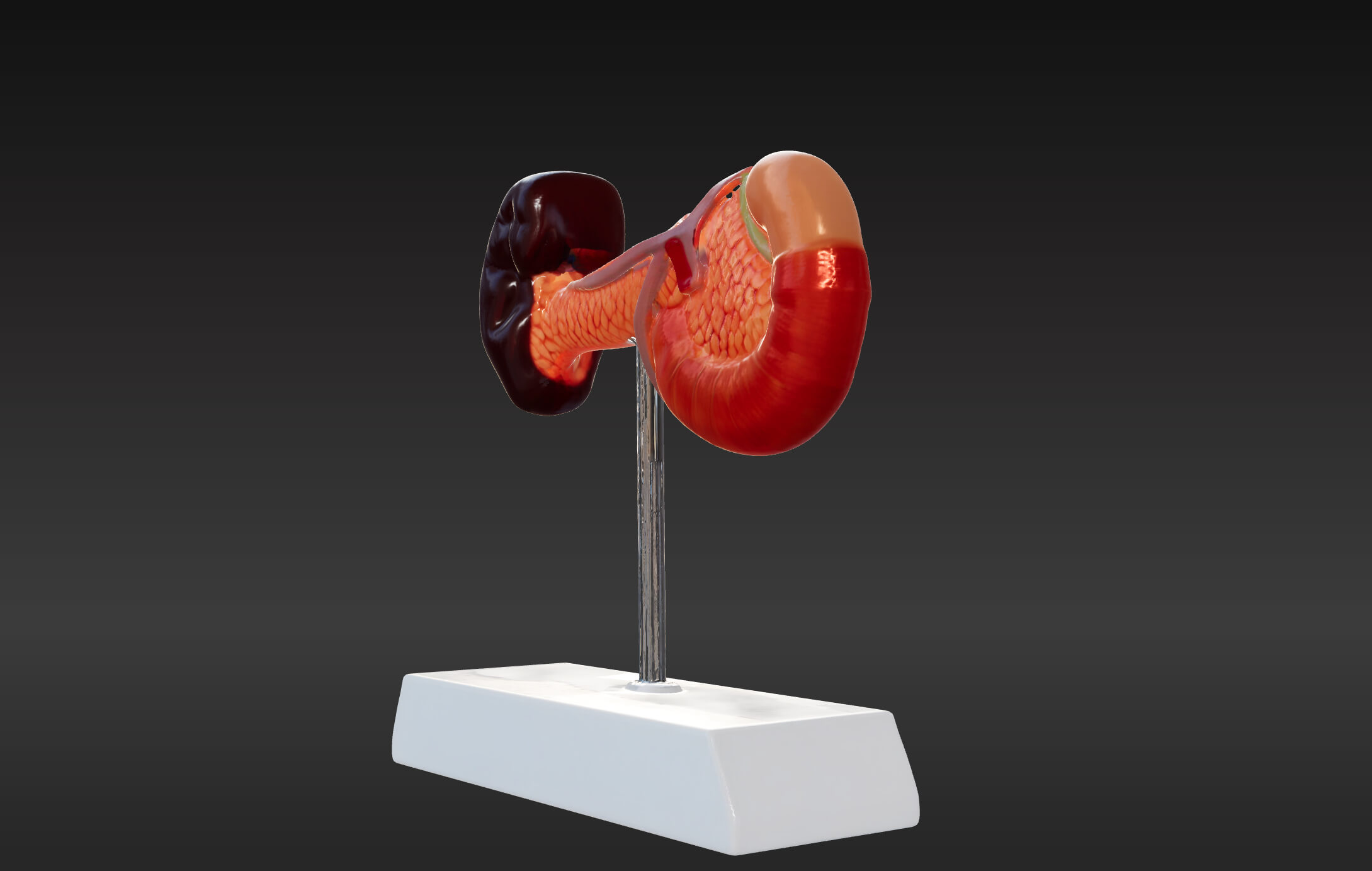 3D Spleen, Pancreas and Duodenum Anatomy Model by azekapeka