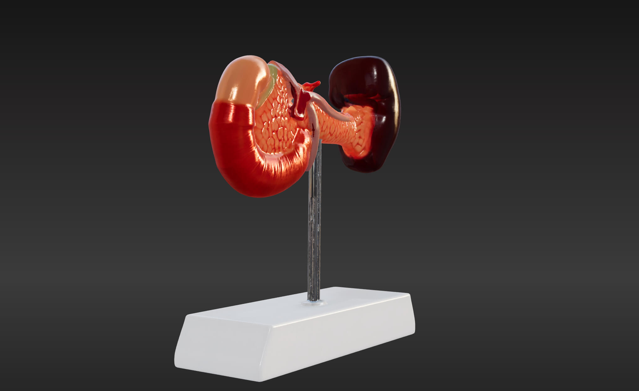 3D Spleen, Pancreas and Duodenum Anatomy Model by azekapeka