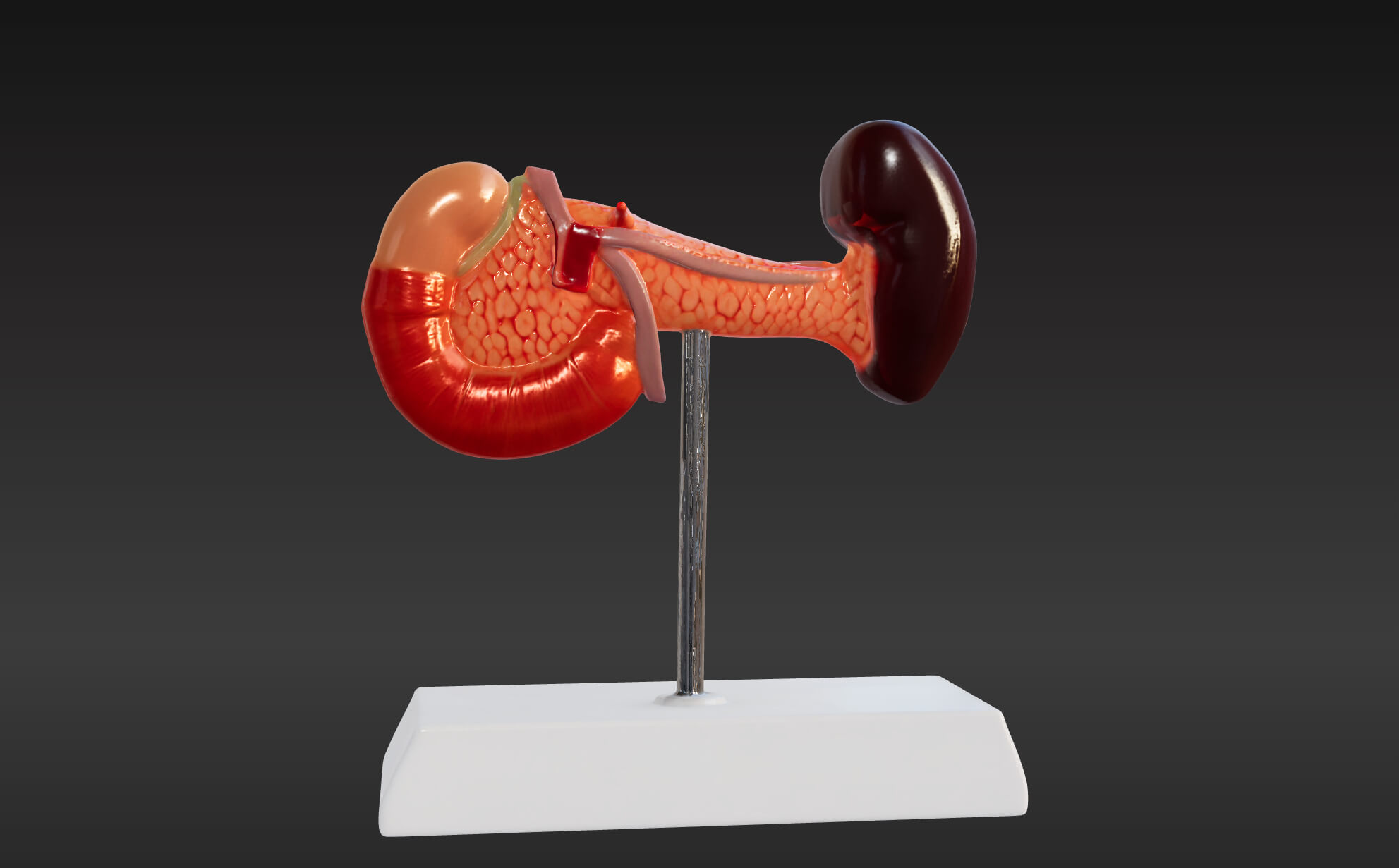 3D Spleen, Pancreas and Duodenum Anatomy Model by azekapeka