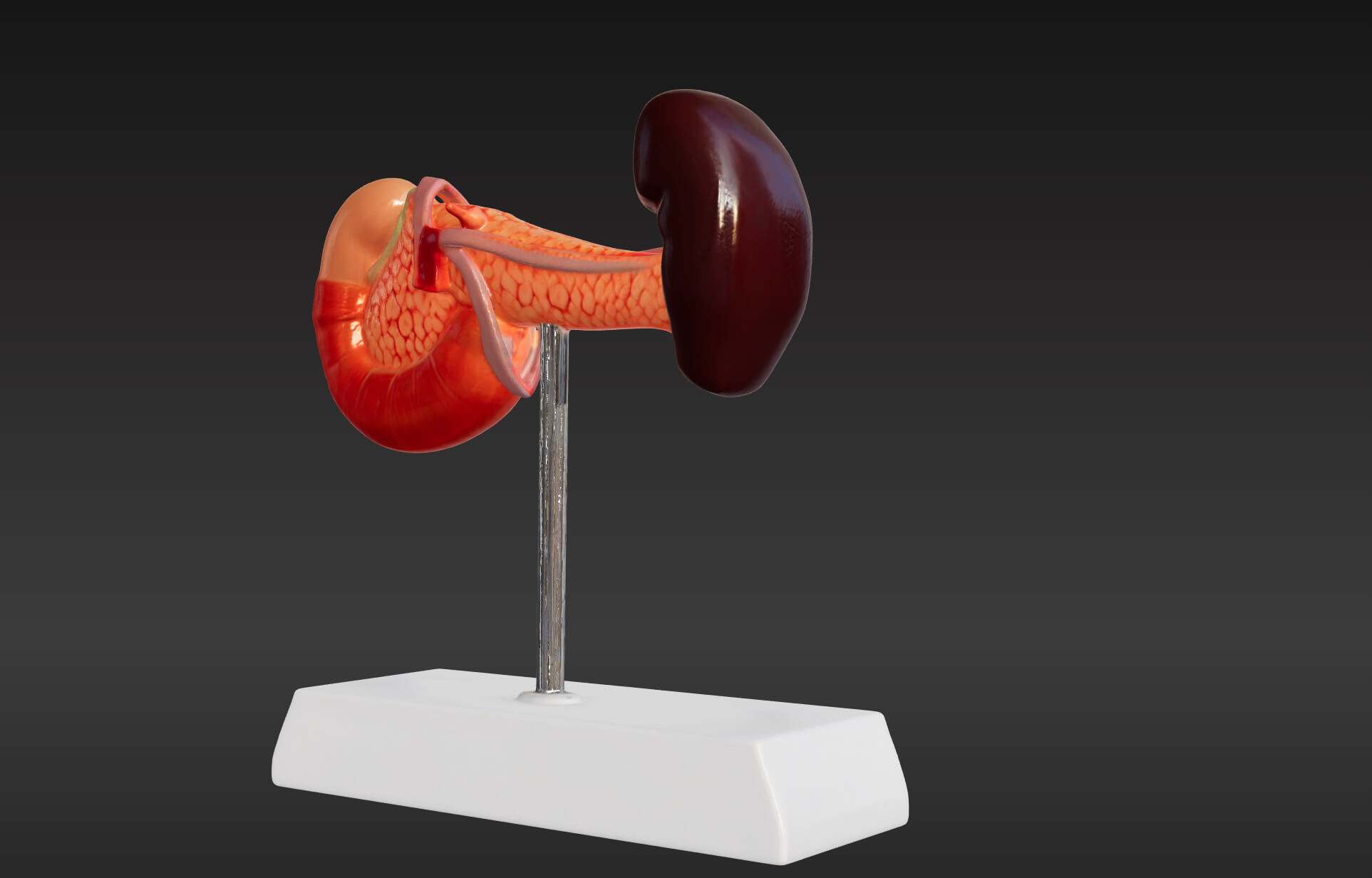 3D Spleen, Pancreas and Duodenum Anatomy Model by azekapeka