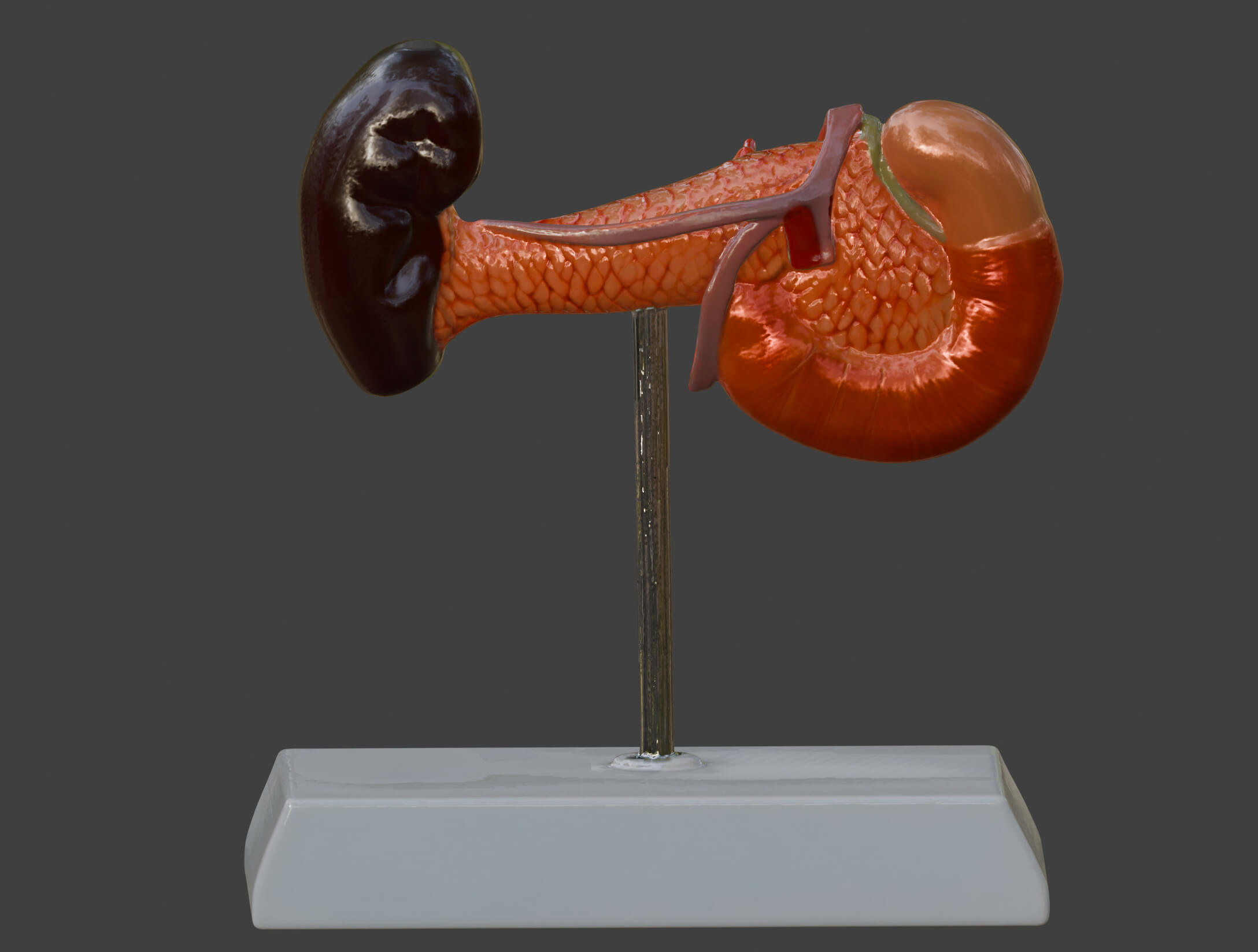 3D Spleen, Pancreas and Duodenum Anatomy Model by azekapeka