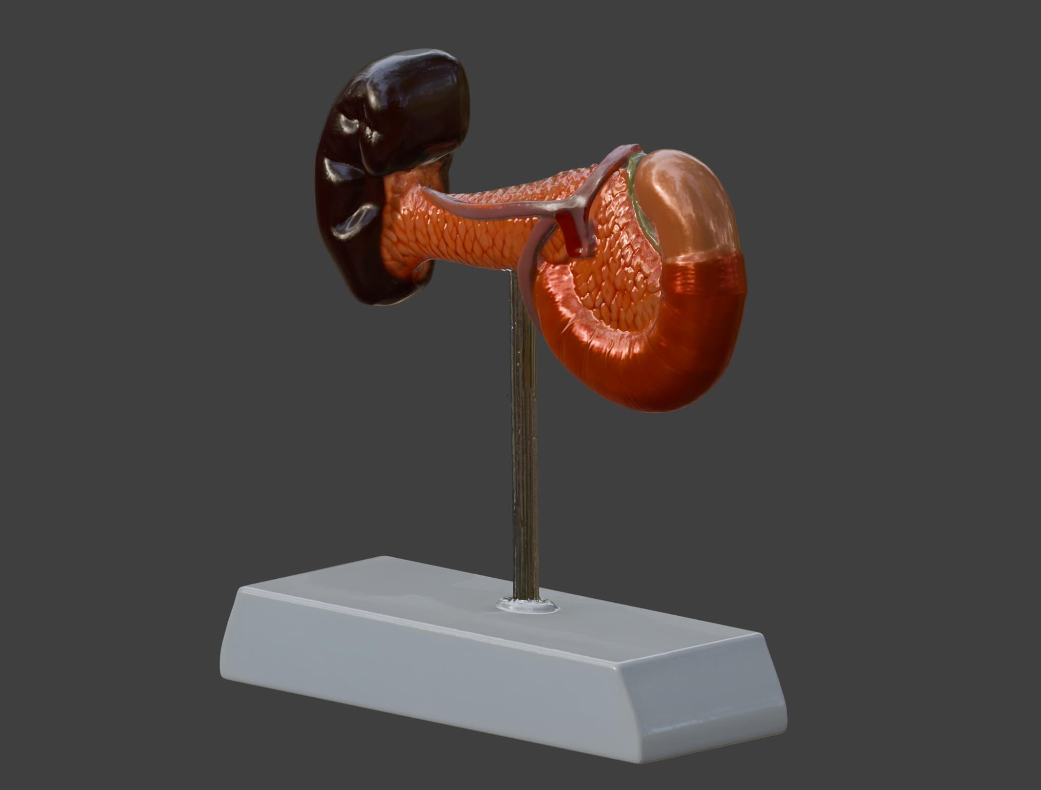 3D Spleen, Pancreas and Duodenum Anatomy Model by azekapeka