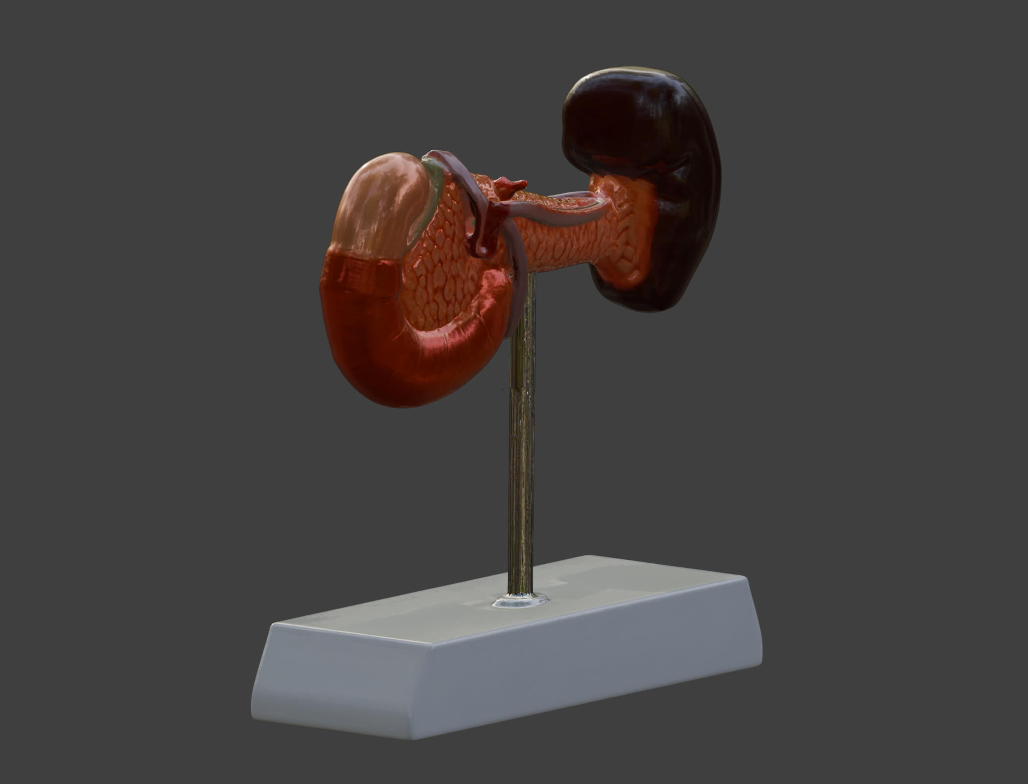 3D Spleen, Pancreas and Duodenum Anatomy Model by azekapeka